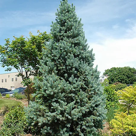 Columnar Blue Spruce For Sale Online | The Tree Center