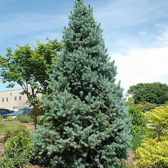 Columnar Blue Spruce For Sale Online | The Tree Center
