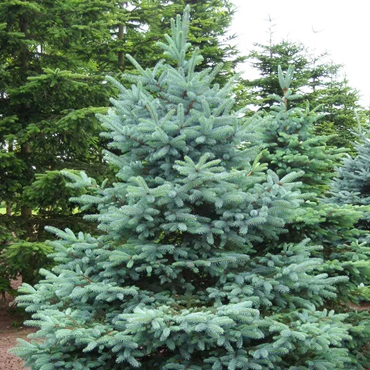 Columnar Blue Spruce For Sale Online | The Tree Center