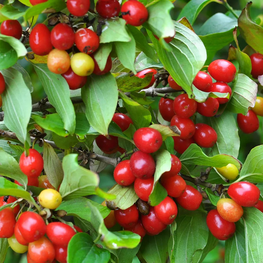 Cornelian Cherry Dogwood For Sale Online | The Tree Center