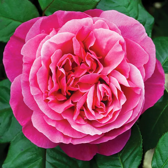 Dee-Lish® Rose - Tree Form For Sale Online | The Tree Center
