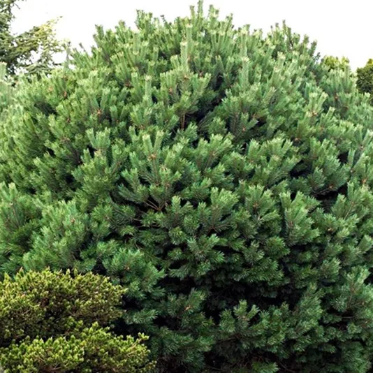 Dwarf Blue Scots Pine For Sale Online | The Tree Center