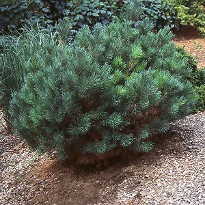 Dwarf Blue Scots Pine For Sale Online | The Tree Center