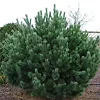Dwarf Blue Scots Pine For Sale Online | The Tree Center