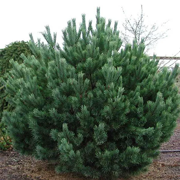 Dwarf Blue Scots Pine For Sale Online | The Tree Center