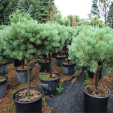 Dwarf Blue Scots Pine - Tree Form For Sale Online | The Tree Center