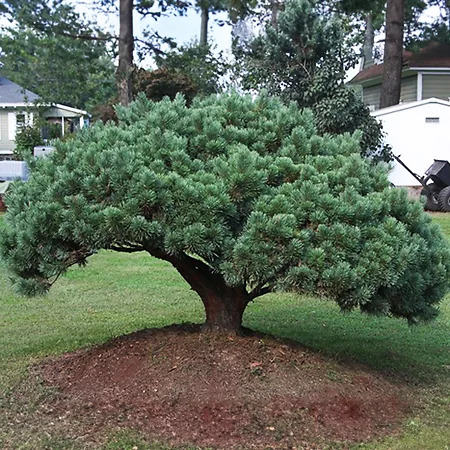 Dwarf Blue Scots Pine - Tree Form For Sale Online | The Tree Center