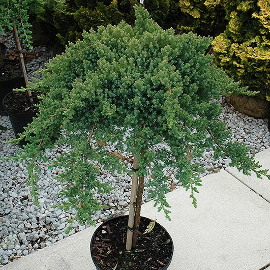 Dwarf Garden Juniper - Tree Form For Sale Online | The Tree Center