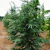 Eisregen Blue Himalayan Cedar For Sale Online | The Tree Center