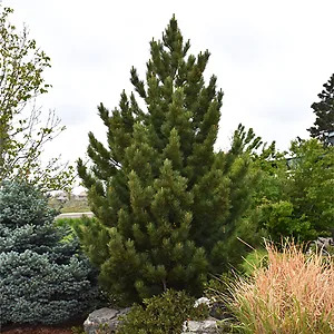 Emerald Arrow Bosnian Pine For Sale Online | The Tree Center