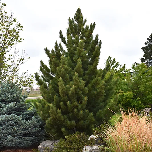 Emerald Arrow Bosnian Pine For Sale Online | The Tree Center