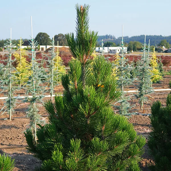 Emerald Arrow Bosnian Pine For Sale Online | The Tree Center
