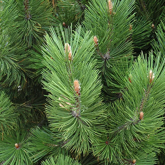 Emerald Arrow Bosnian Pine For Sale Online | The Tree Center