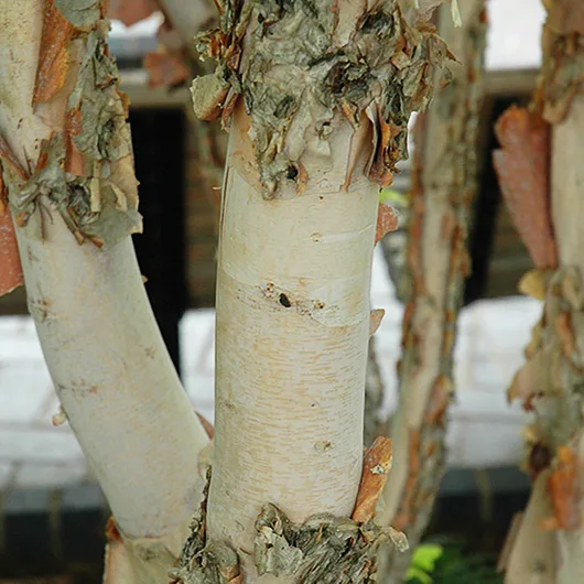 Heritage Birch Clump Trees For Sale | The Tree Center