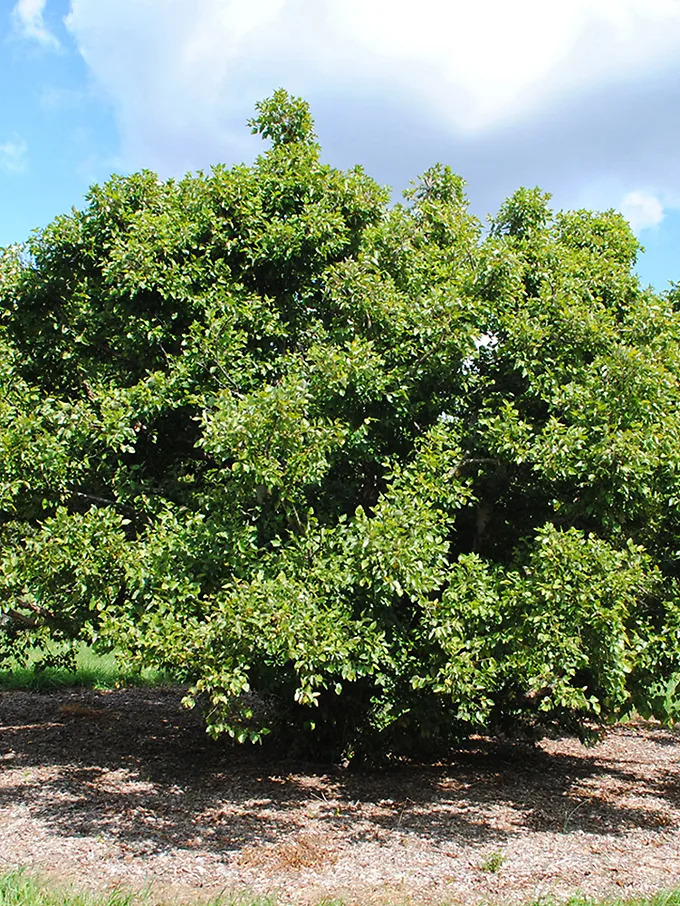 Birch Trees For Sale Online | The Tree Center