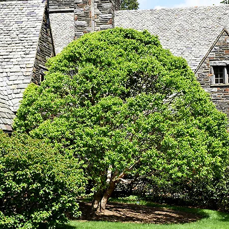 Heritage Birch Clump Trees For Sale | The Tree Center