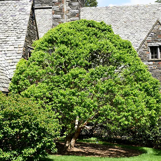 Heritage Birch Clump Trees For Sale | The Tree Center