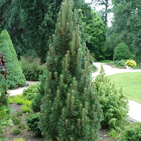 Frank's Columnar Austrian Pine For Sale Online | The Tree Center