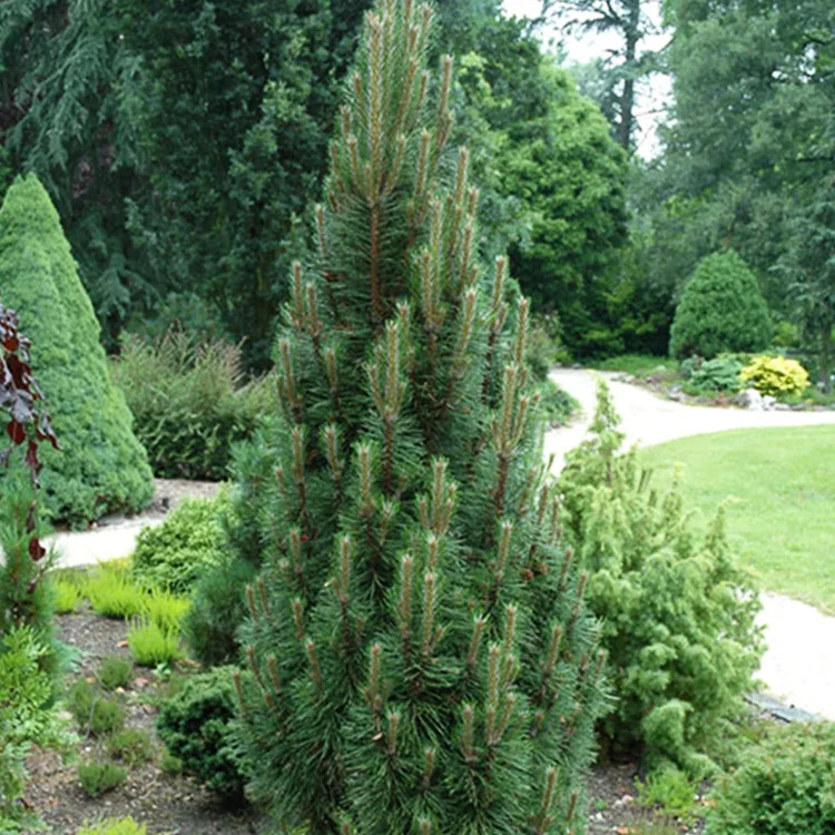 Frank's Columnar Austrian Pine For Sale Online | The Tree Center