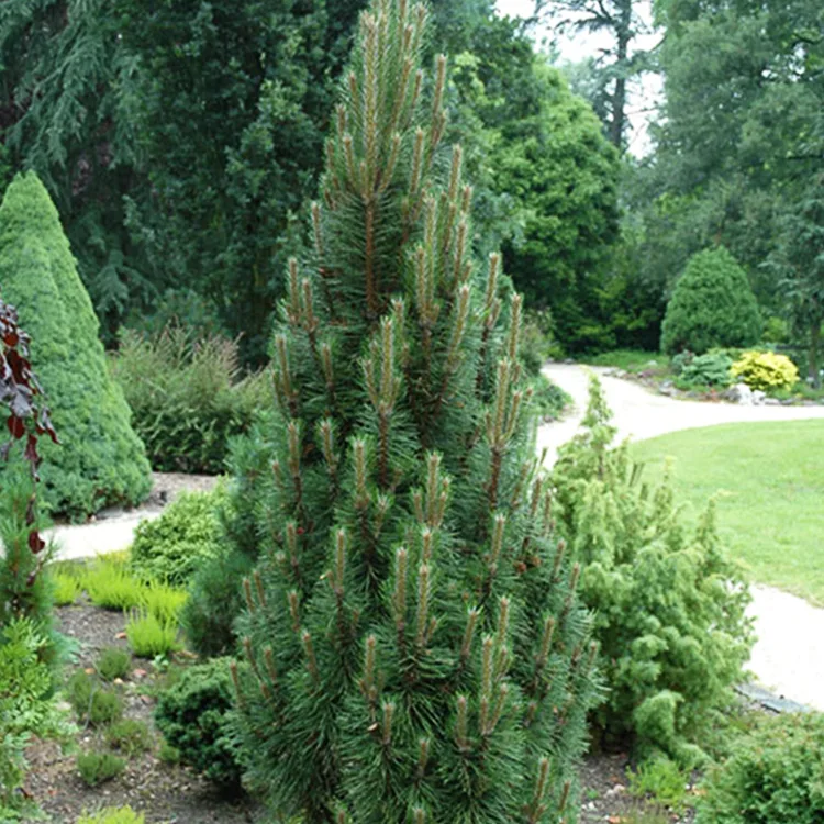 Frank's Columnar Austrian Pine For Sale Online | The Tree Center