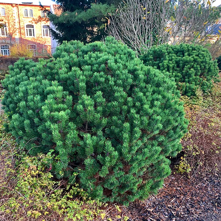 Gnome Mugo Pine For Sale Online | The Tree Center