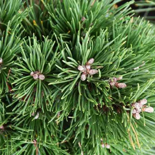 Gnome Mugo Pine For Sale Online | The Tree Center