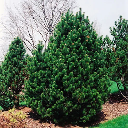 Gnome Mugo Pine For Sale Online | The Tree Center