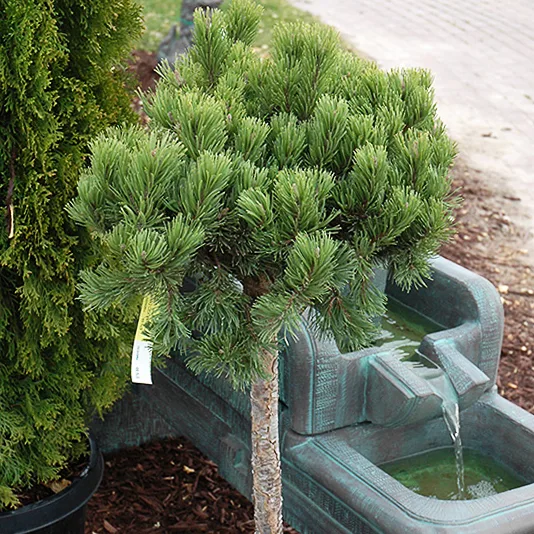 Gnome Mugo Pine - Tree Form For Sale Online | The Tree Center