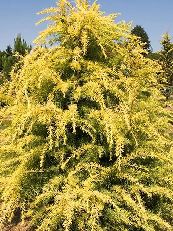 Cedar Trees For Sale Online | The Tree Center