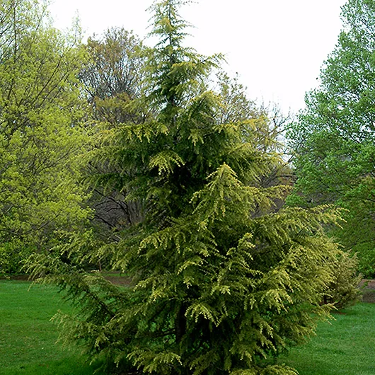 Gold Cone Deodar Cedar For Sale Online | The Tree Center