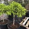Gold Mop Cypress - Tree Form For Sale Online | The Tree Center