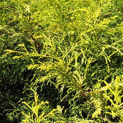 Gold Mop Cypress - Tree Form For Sale Online | The Tree Center
