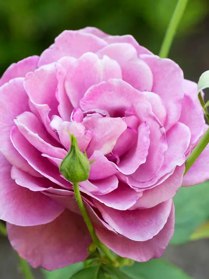 Knockout Rose Trees For Sale Online | The Tree Center