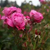 Heirloom Rose - Tree Form For Sale Online | The Tree Center