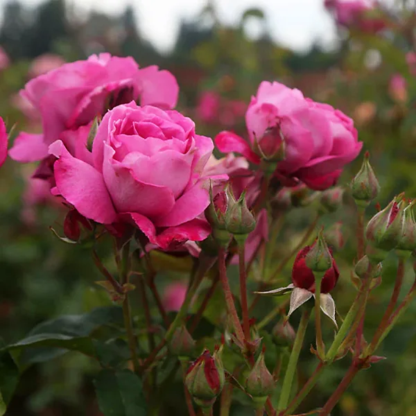 Heirloom Rose - Tree Form For Sale Online | The Tree Center