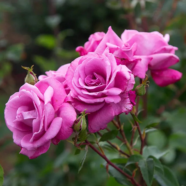 Heirloom Rose - Tree Form For Sale Online | The Tree Center