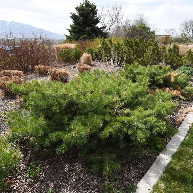 Hillside Creeper Scots Pine For Sale Online | The Tree Center