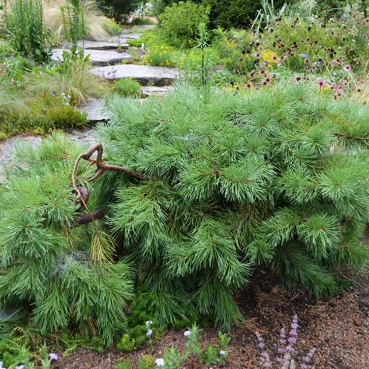 Hillside Creeper Scots Pine For Sale Online | The Tree Center