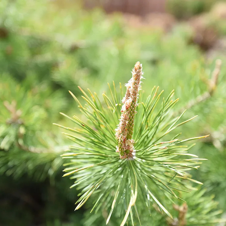Hillside Creeper Scots Pine For Sale Online | The Tree Center