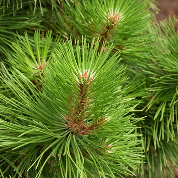 Hornbrooks Dwarf Austrian Pine For Sale Online | The Tree Center