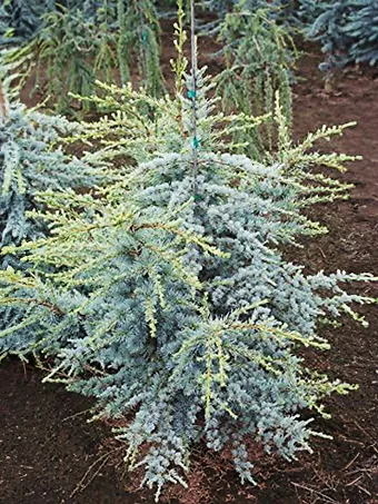 Cedar Trees For Sale Online | The Tree Center