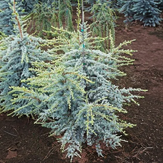 Horstmann Atlas Cedar For Sale Online | The Tree Center
