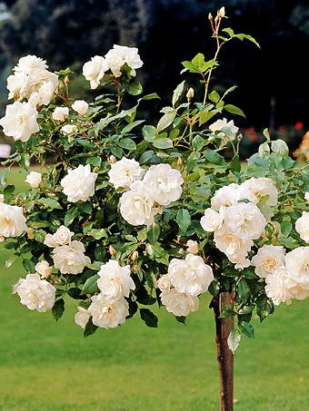 Knockout Rose Trees For Sale Online | The Tree Center