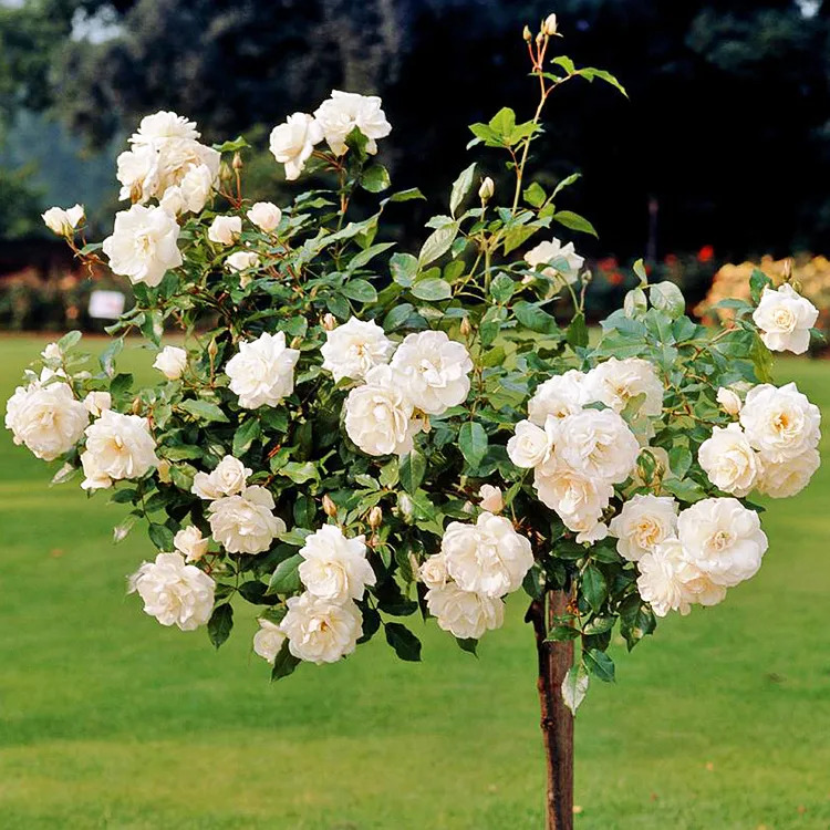 Iceberg Rose - Tree Form For Sale Online | The Tree Center