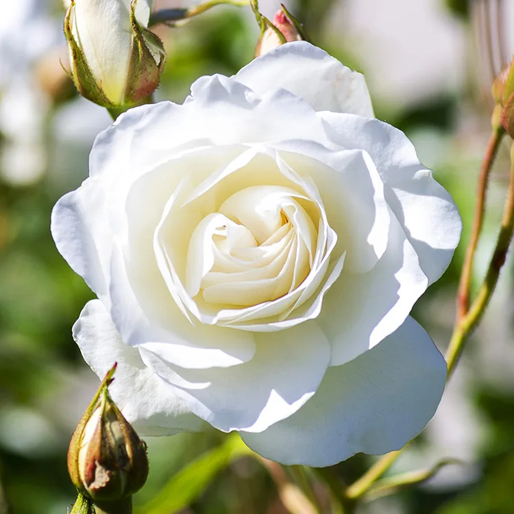 Iceberg Rose - Tree Form For Sale Online | The Tree Center