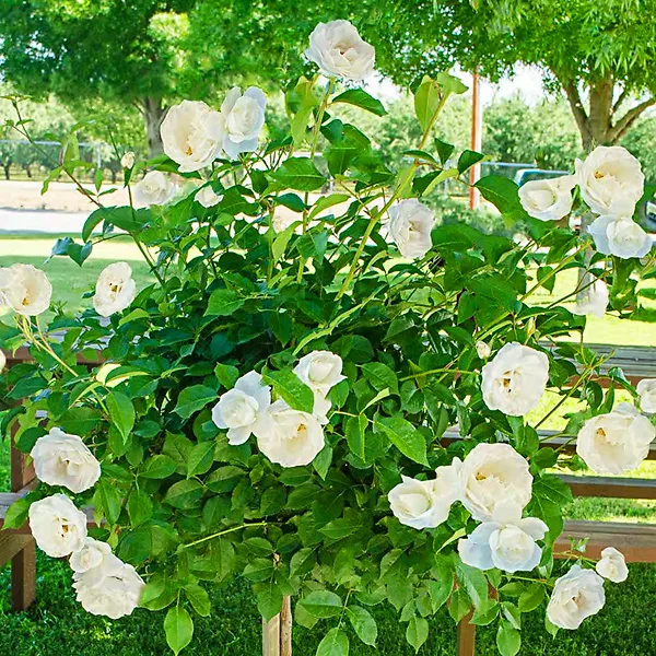 Iceberg Rose - Tree Form For Sale Online | The Tree Center