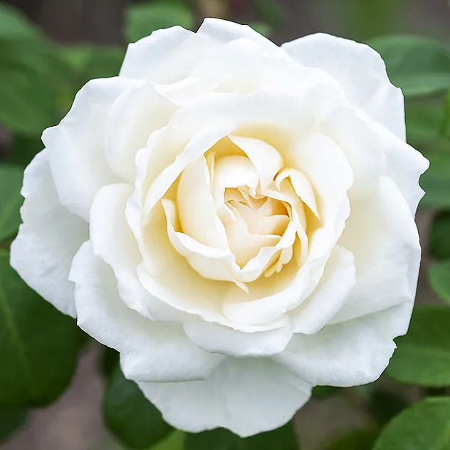 Icecap™ Rose - Tree Form For Sale Online | The Tree Center
