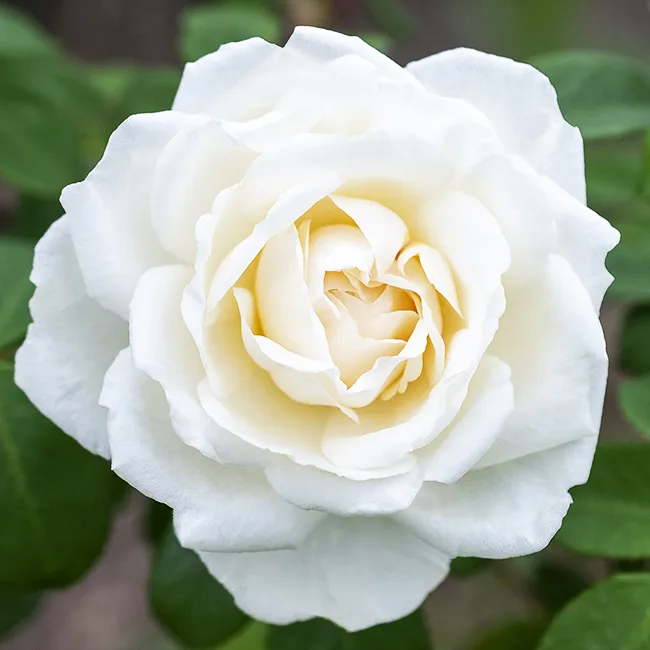 Icecap™ Rose - Tree Form For Sale Online | The Tree Center