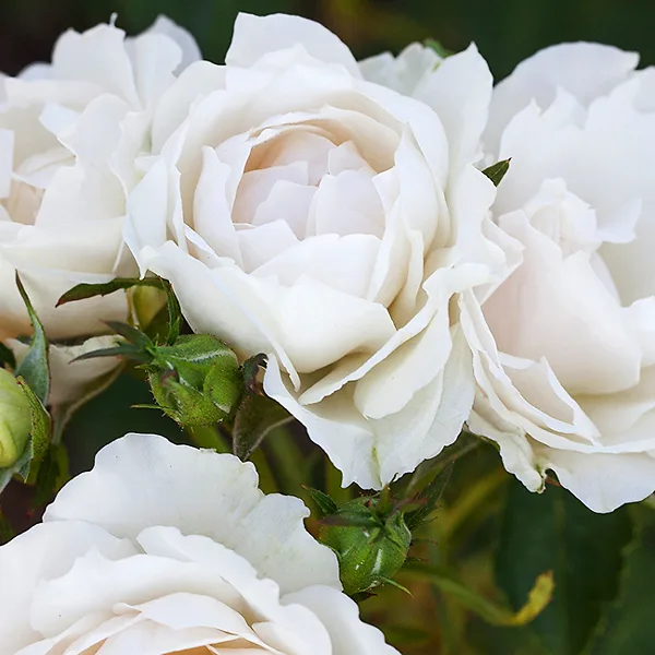 Icecap™ Rose - Tree Form For Sale Online | The Tree Center