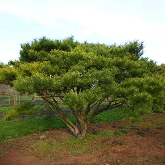 Tanyosho Pine For Sale Online | The Tree Center